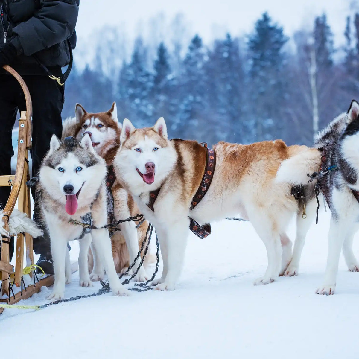 Sled dogs in focus: these breeds are made for racing – Petromax